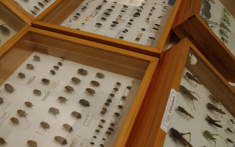 Laboratory of Entomology and Agricultural Zoology – Department of ...