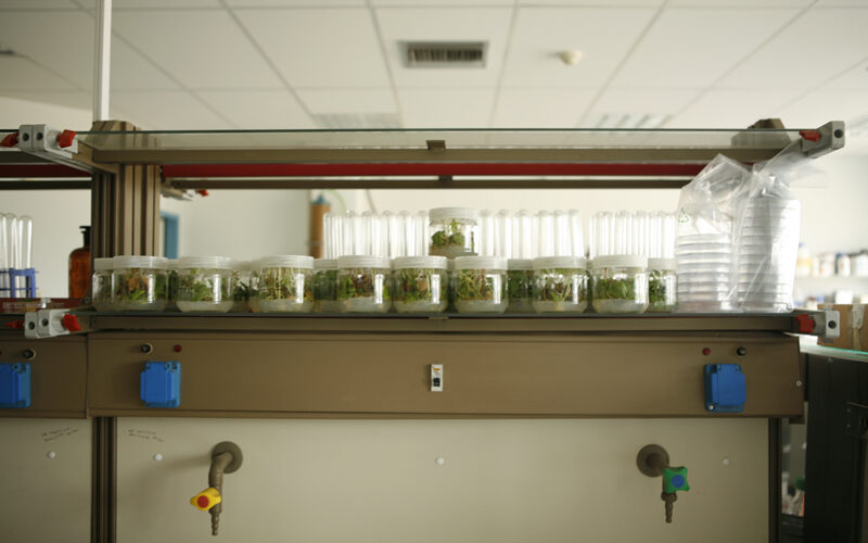 Laboratory of Genetics and Plant Breeding – Department of Agriculture ...